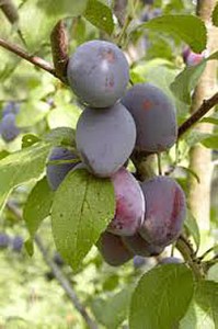 Fruitbomen - Pruim - Tuincentrum Bosson