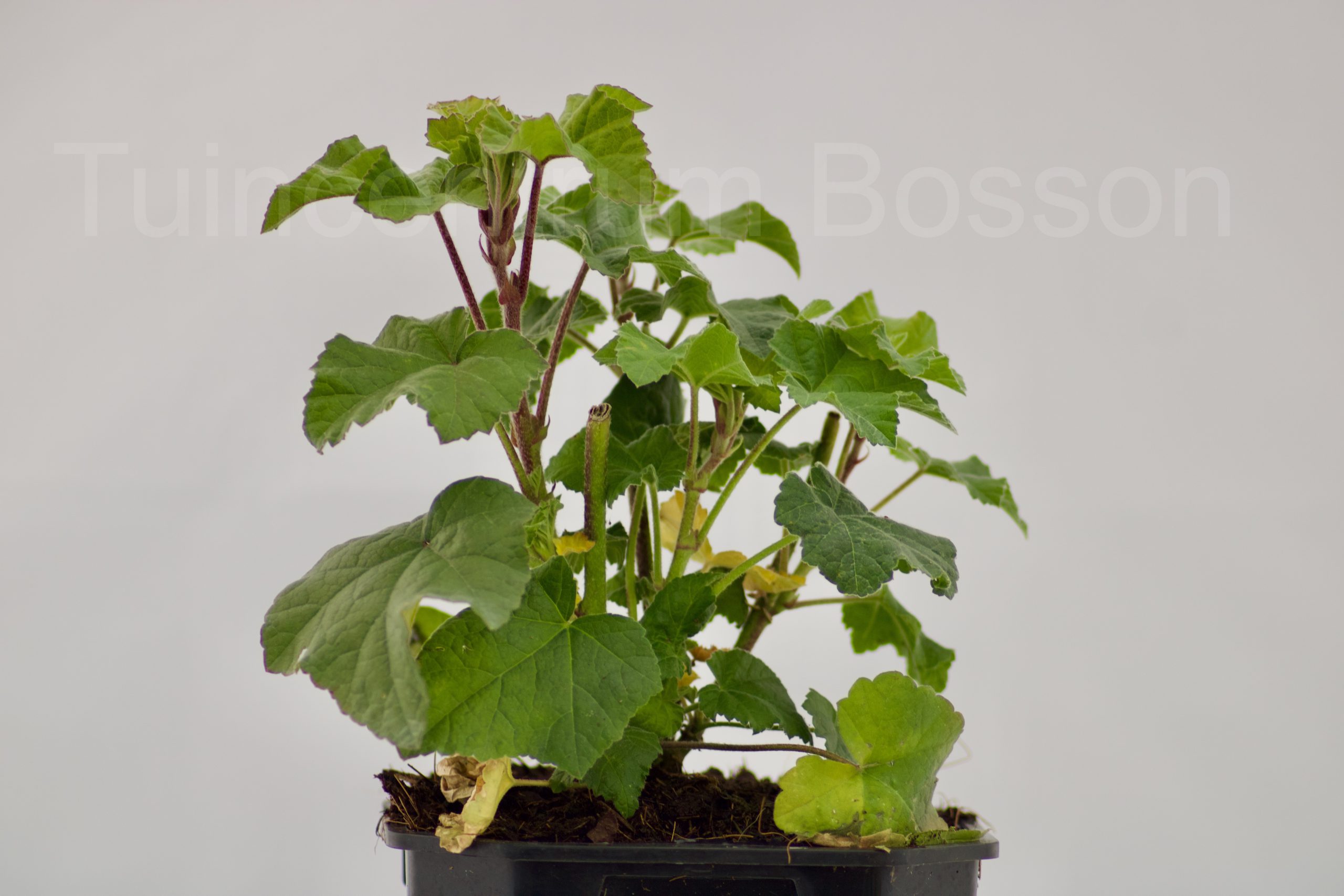 Lavatera Blue Bird - Tuincentrum Bosson