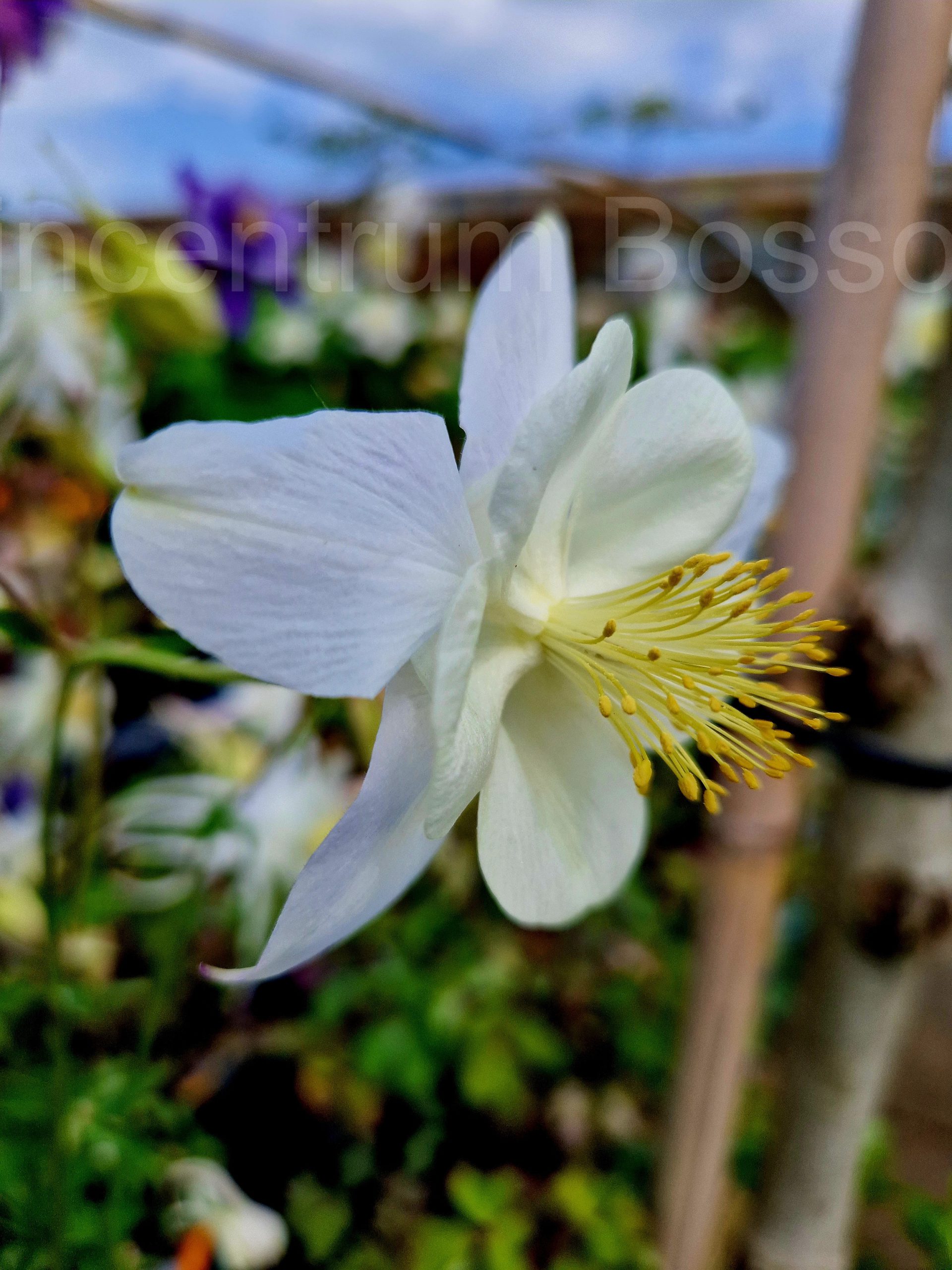 Aquilegia Silver Queen - Tuincentrum Bosson
