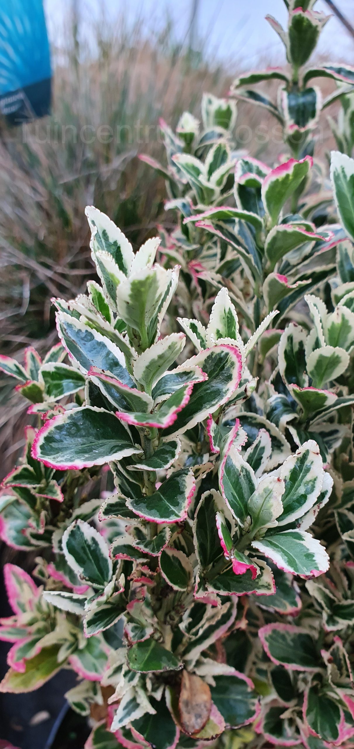Euonymus japonicus White Spire - Tuincentrum Bosson