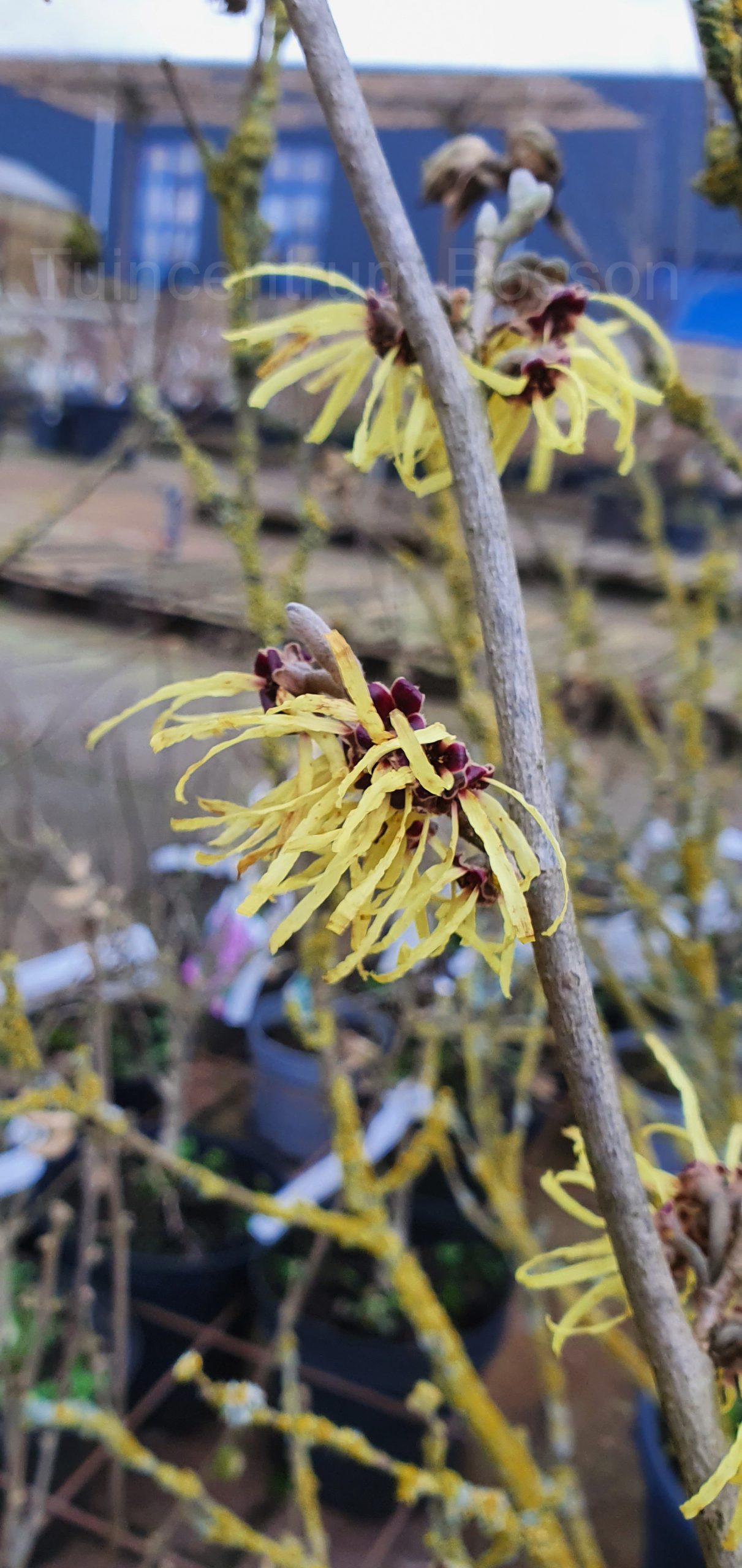 Hamamelis mollis Pallida - Tuincentrum Bosson